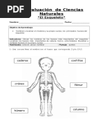 Prueba de Sistema Óseo | PDF | Esqueleto | Hueso