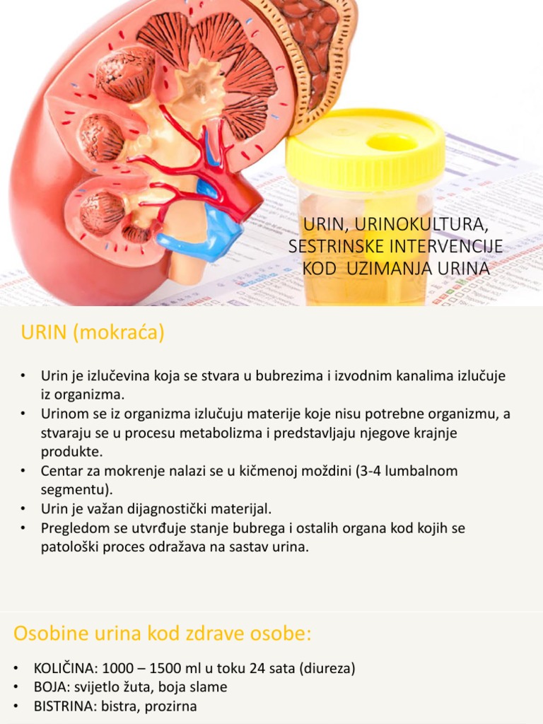 Urin, Urinokultura, Sestrinske Intervencije Kod Uzimanja | PDF