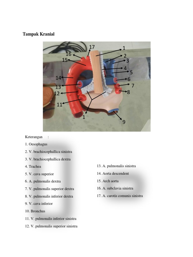 Anatomi Kardiovaskular 4 | PDF | Atrium (Heart) | Aorta