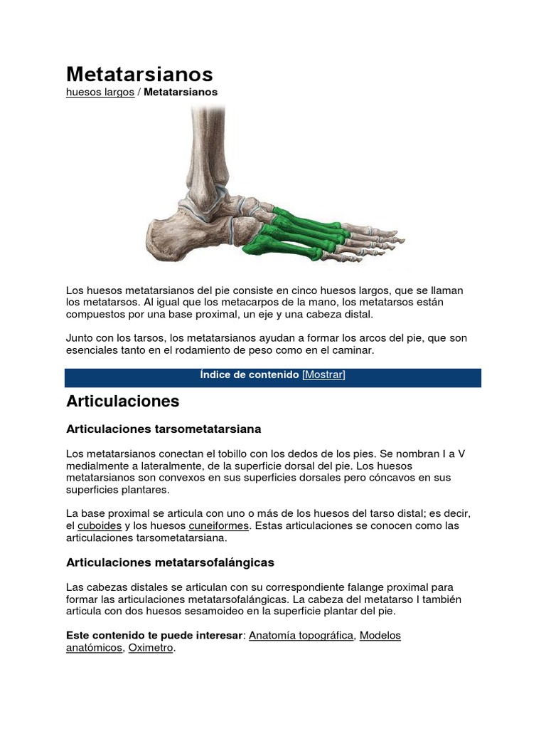 Metatarso | PDF | Dedo del pie | Pie