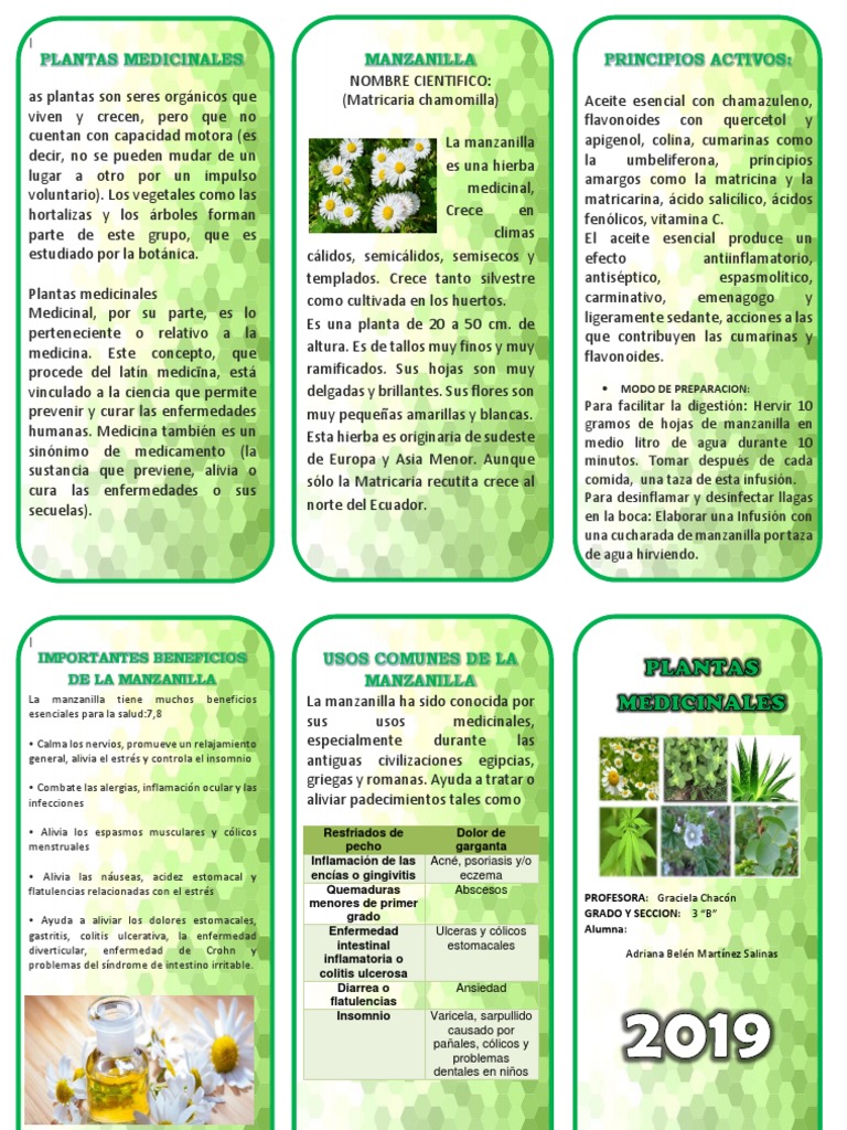 Planta Medicinal - Triptico | Plantas medicinales | Medicina