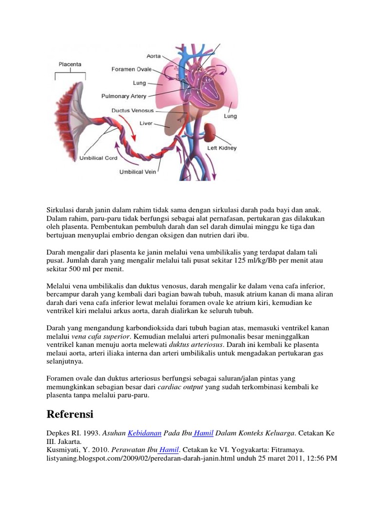 Sirkulasi Darah Janin Dalam Rahim Tidak Sama Dengan Sirkulasi Darah Pada Bayi Dan Anak | PDF