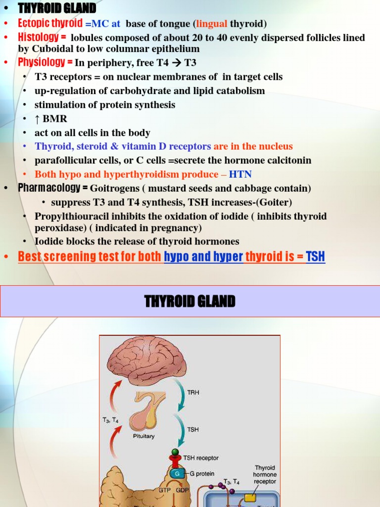 Thyroid | PDF | Thyroid | Hyperthyroidism