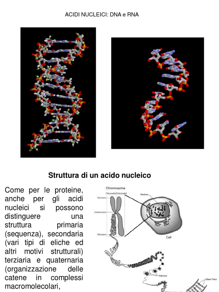 Dna Rna PDF | PDF