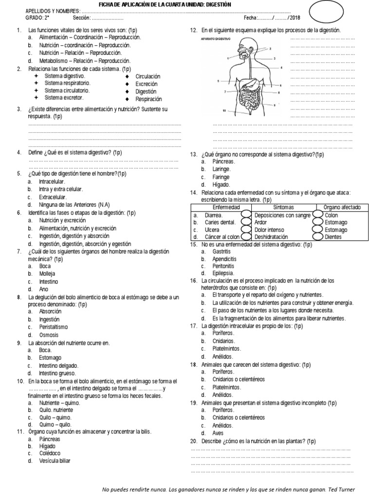 Hoja De Trabajo Sobre El Sistema Digestivo: Respuestas Cuida El
