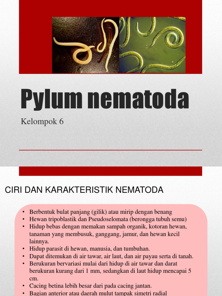 Pylum Nematoda PPT KEL 6 | PDF | Sains & Matematika