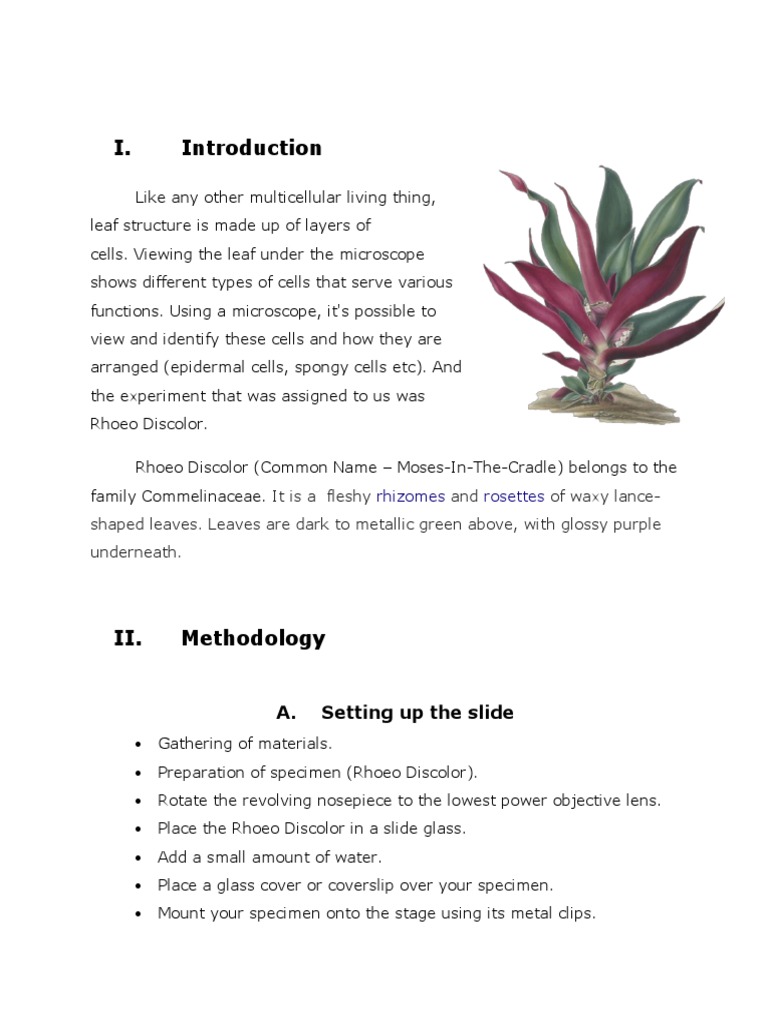 Biology Write Up | PDF | Stoma | Optics