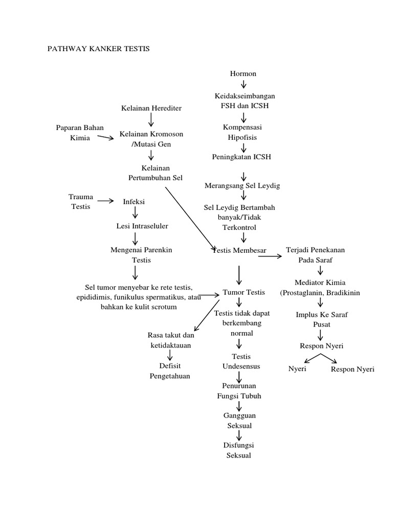 Pathway Kanker Testis dan Gejalanya | PDF
