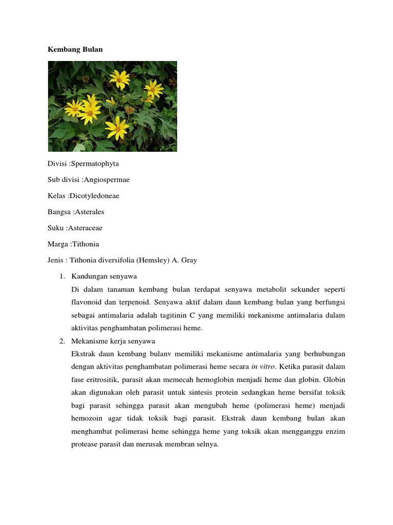 Kembang Bulan: Antimalaria Alami | PDF