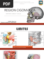 Anatomía de la Fosa Cigomática | PDF | Anatomía | Cabeza y cuello humanos