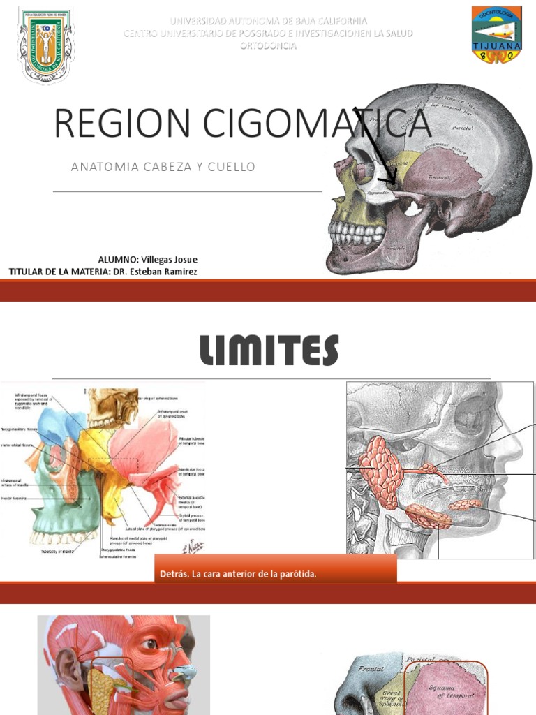 Region Cigomatica | Descargar gratis PDF | Anatomia animal | Sistema ...