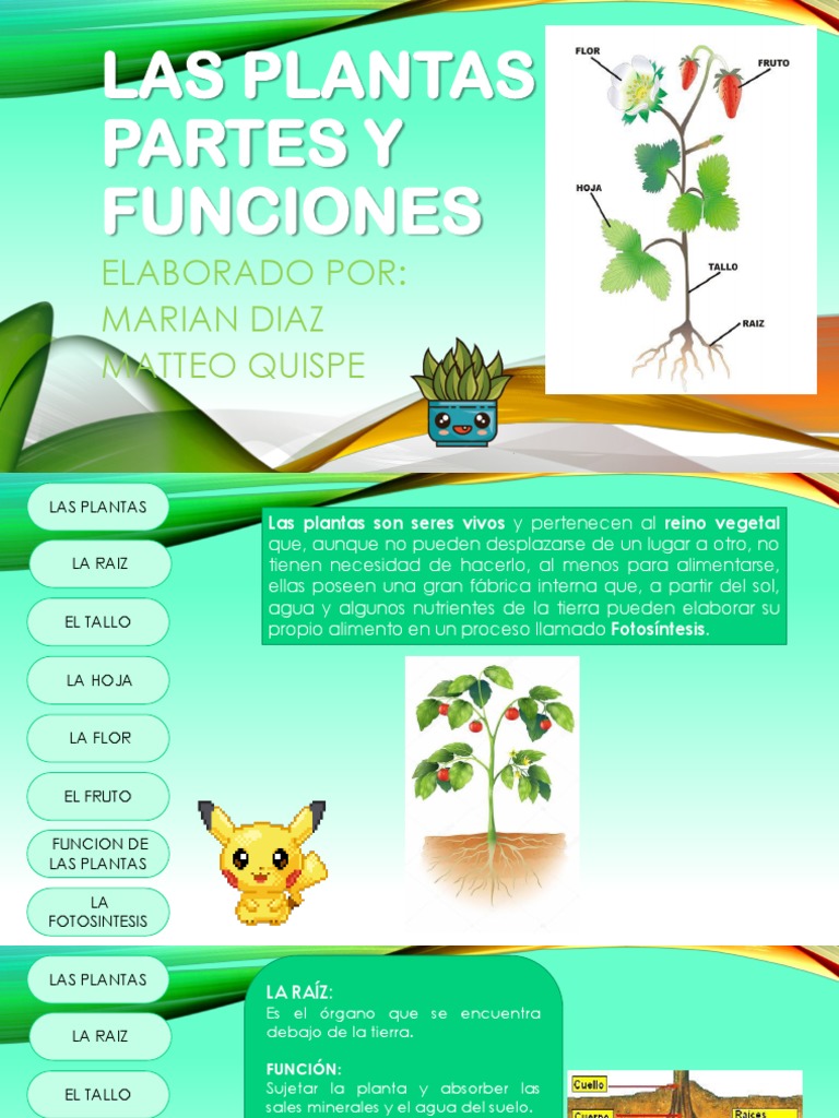 Las Plantas, Partes y Funciones | PDF | Raíz | Plantas