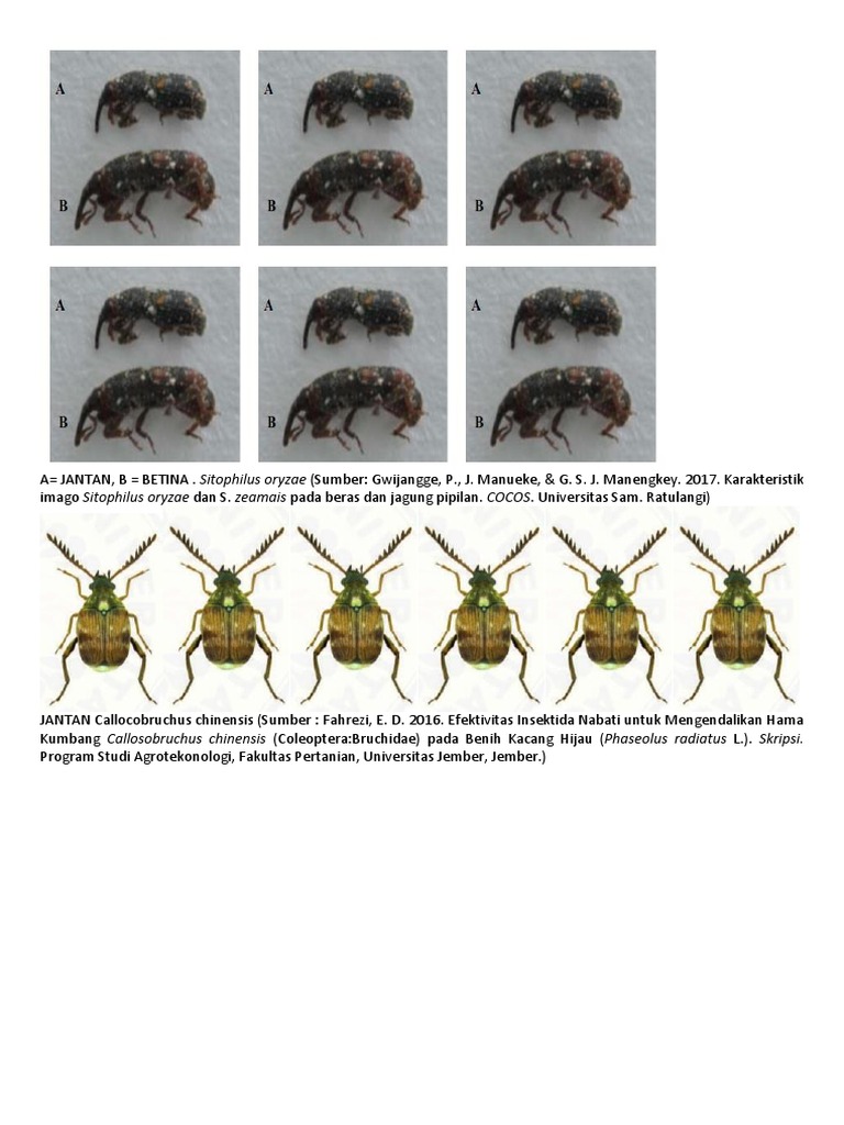 Callosobruchus (Yg Betina Belum) Dan Sitophilus | PDF | Sains & Matematika
