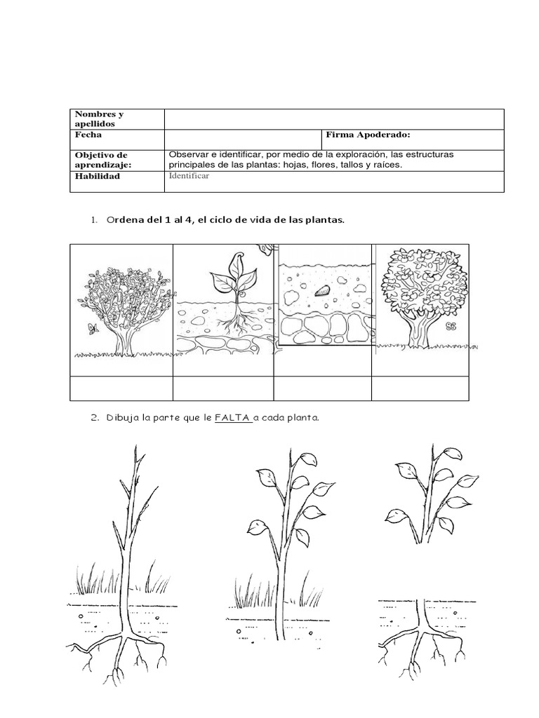 Hoja De Trabajo De Clasificación De Plantas Órganos Vegetales. Hoja.