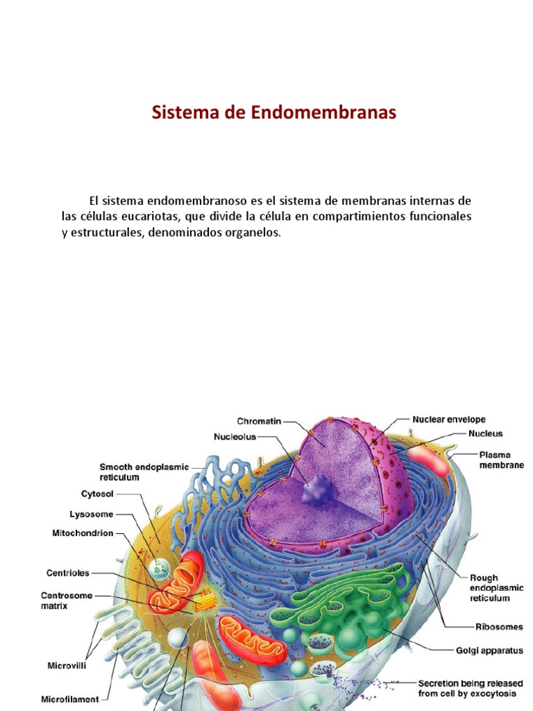 Sistema De Endomembranas SISTEMA DE ENDOMEMBRANAS