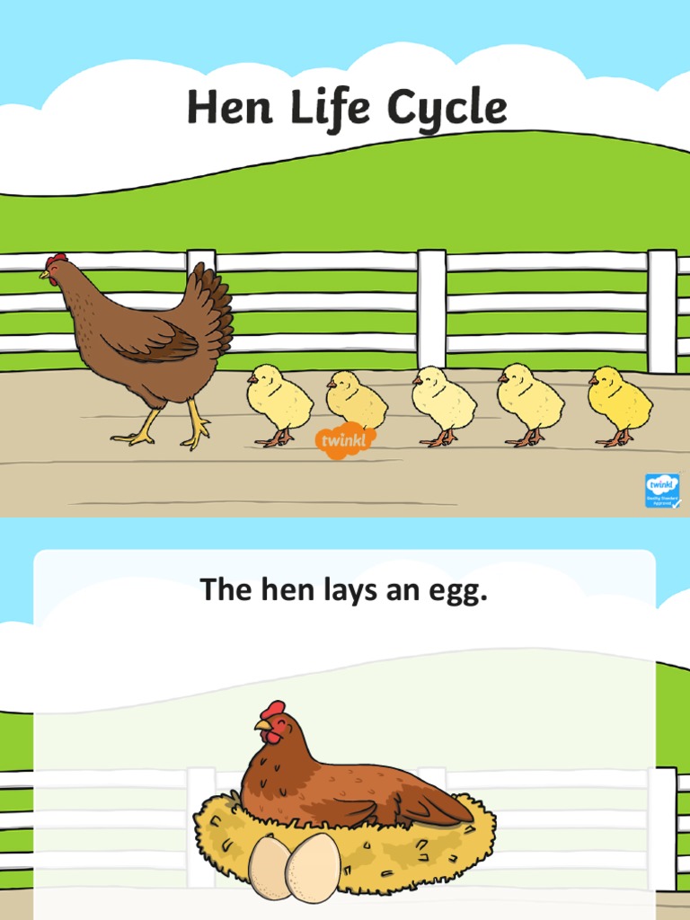 Hen Life Cycle Powerpoint | PDF