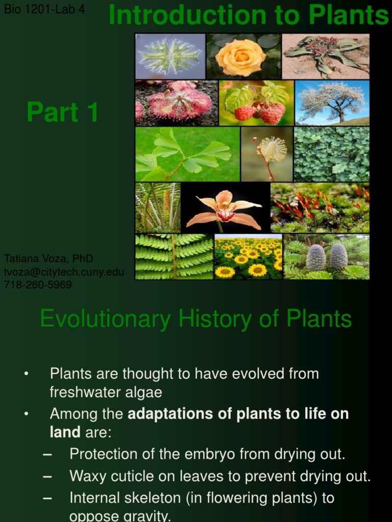 Bio1201 Lab4 | PDF | Plants | Branches Of Botany