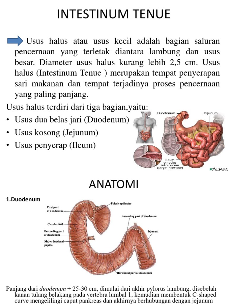 Anatomi dan Fungsi Usus Halus | PDF