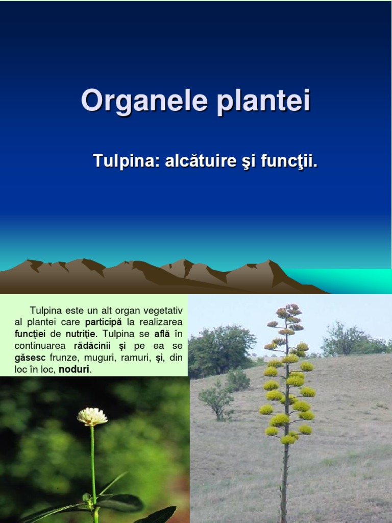 Tulpina | PDF