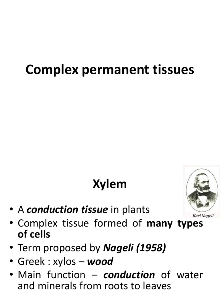Overview of Complex Permanent Tissues | PDF | Tissue (Biology) | Zoology
