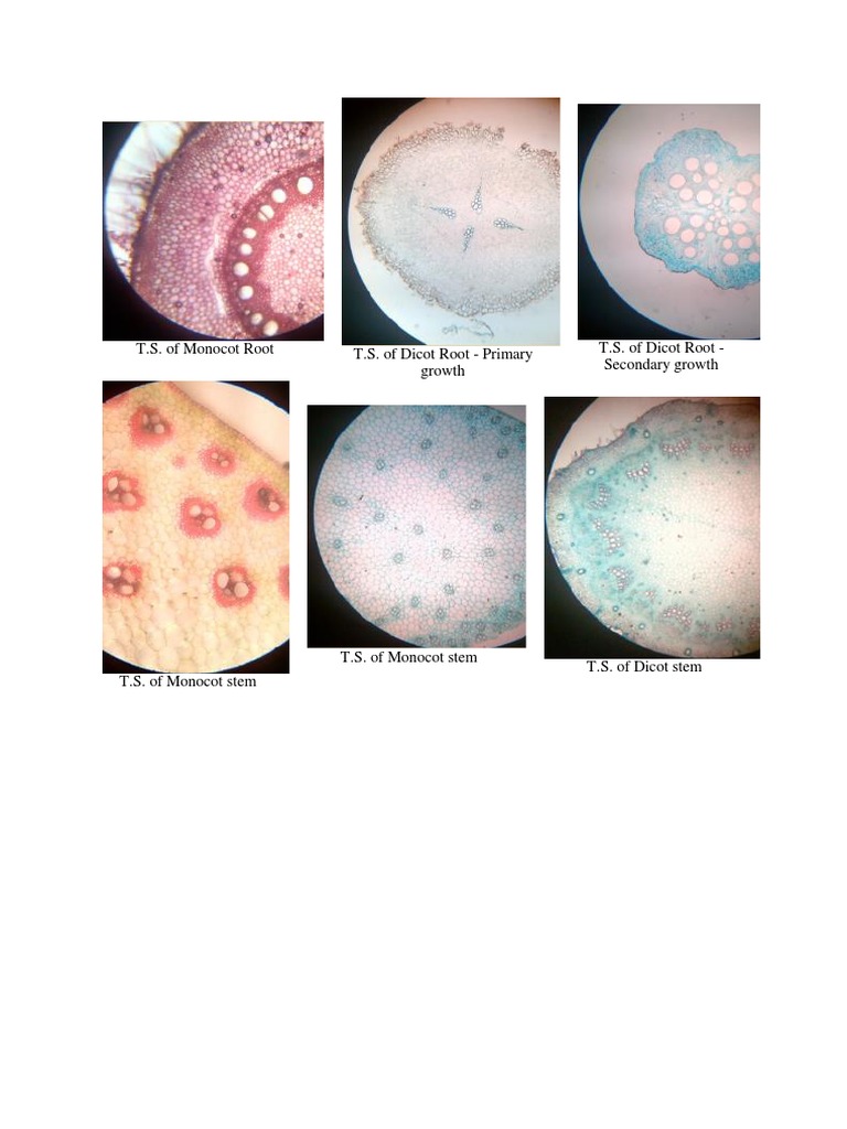 Biology Slides | PDF | Foreign Language Studies