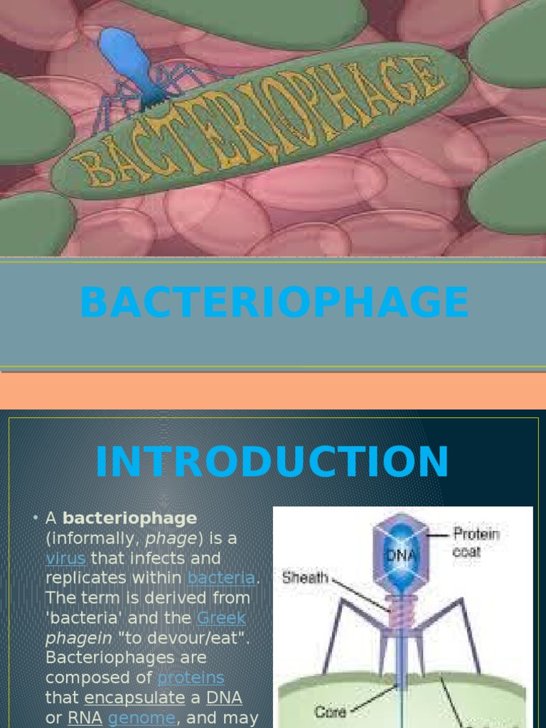 BACTERIOPHAGE | PDF | Bacteriophage | Microorganism