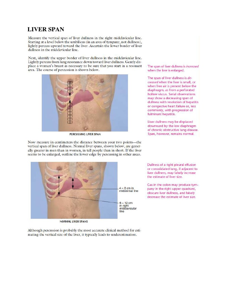 Liver Span | PDF