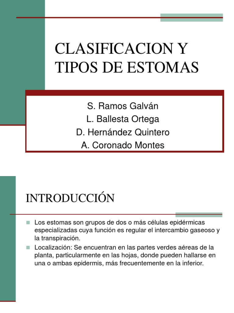 Botanica Estomas | Estoma | Anatomía