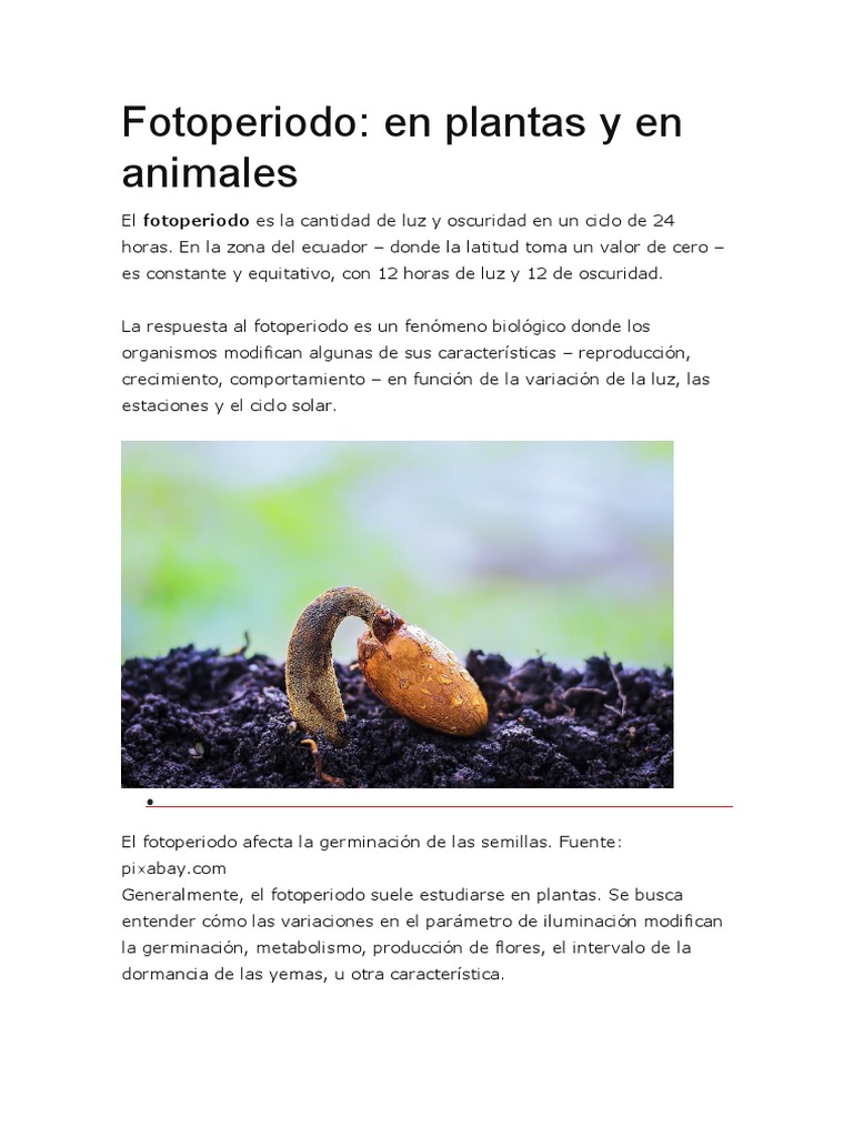 Fotoperiodo en Plantas y Anim Ales | PDF | Plantas | Flores