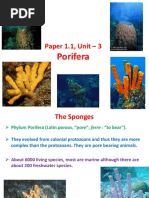 Phylum Porifera Activity | PDF | Sponge | Cell (Biology)