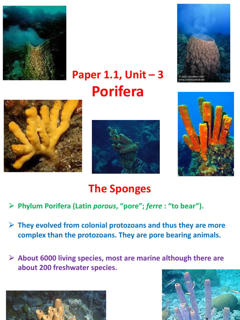 Types Of Sponges Porifera