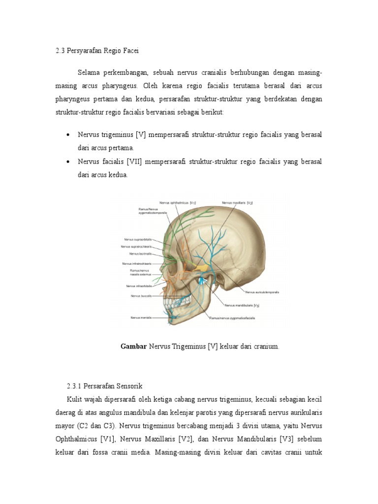Persyarafan Regio Facei | PDF