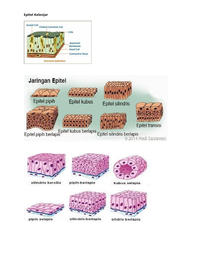 Kelenjar Epitel Kelenjar | PDF