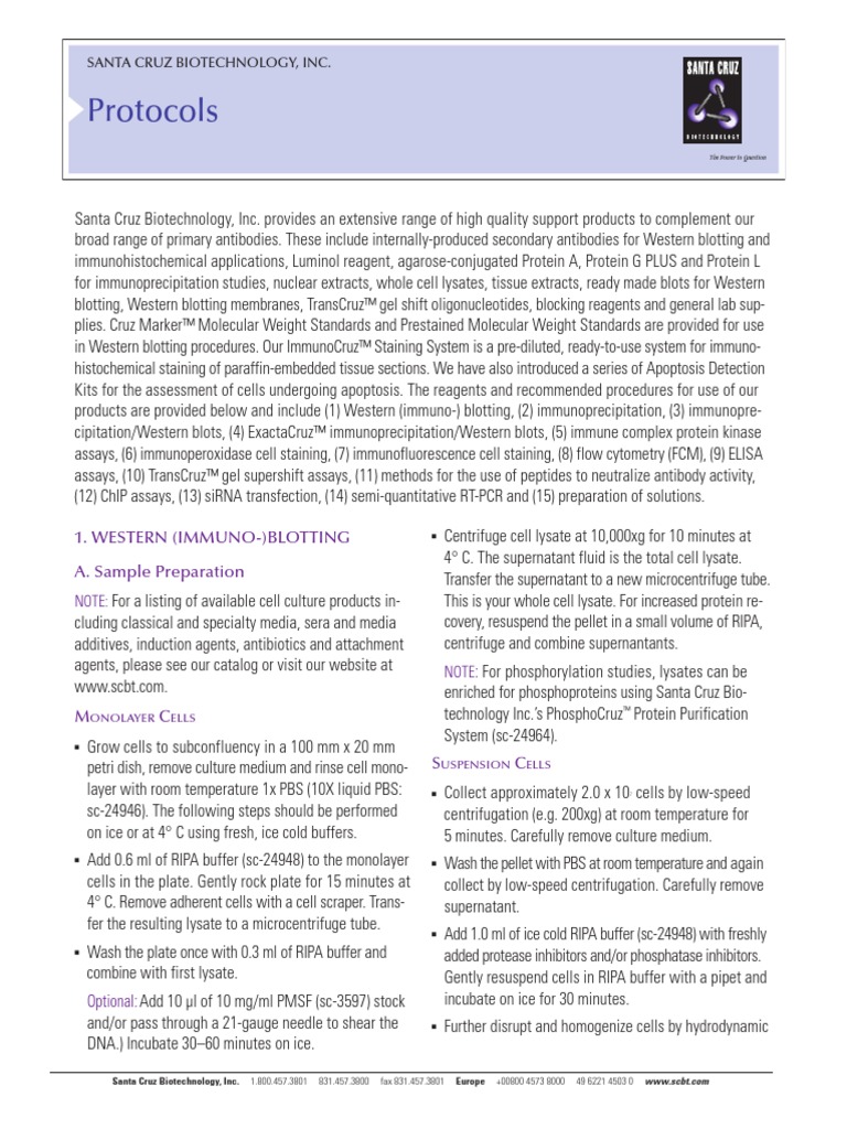 Santa Cruz Biotechnology Protocols | PDF | Western Blot ...