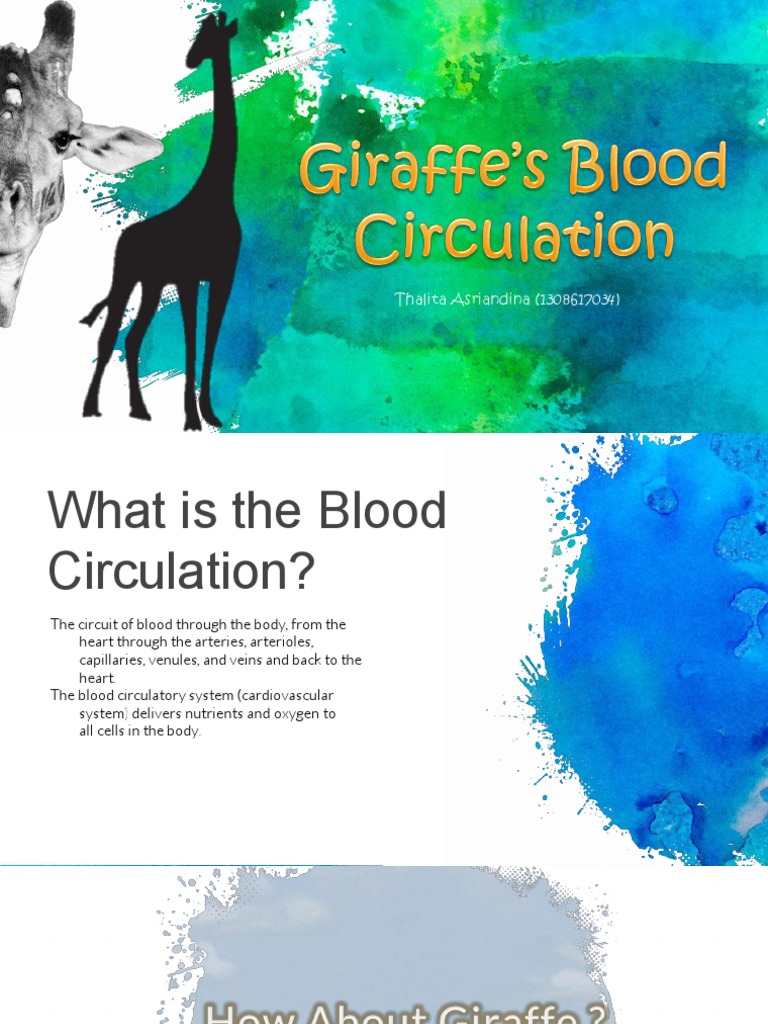 Giraffe Blood Circulation | PDF | Circulatory System | Heart