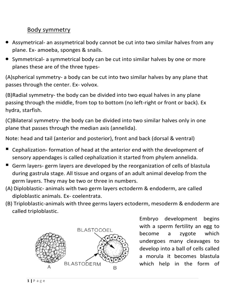 Body Symmetry and Cephalization in Animals | PDF | Sponge | Zoology