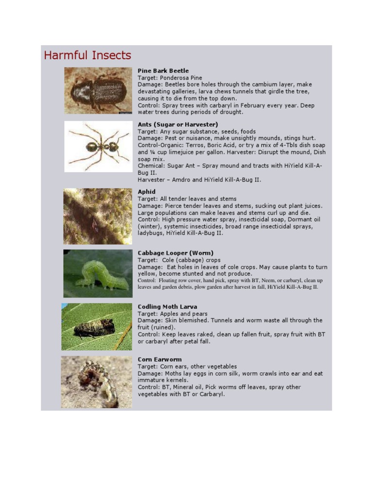 Harmful Insects | PDF | Insecticide | Trees