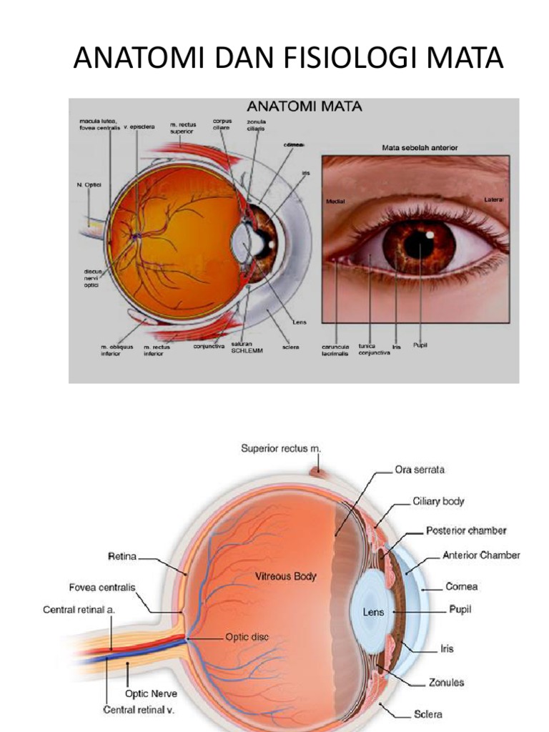 Anatomi Dan Fisiologi Mata | PDF