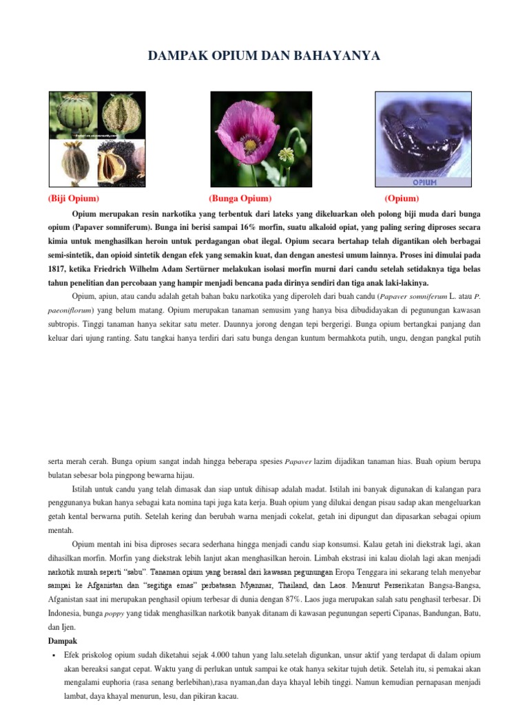 Materi Opium | PDF | Griya & Taman | Kesehatan Holistik
