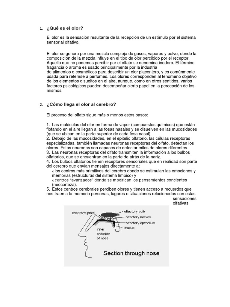 Funcionamiento del Olfato Humano | PDF | Olfato | Olor