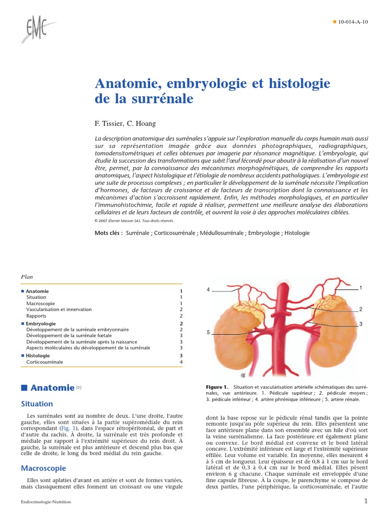 Anatomie, Embryologie Et Histologie de La Surrénale | PDF | Glande ...
