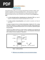Cycle de l'urée et uréogenèse | PDF | Sciences physiques | Biologie