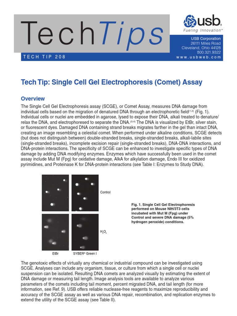 Single Cell Gel Electrophoresis (Comet) Assay | PDF | Agarose Gel ...