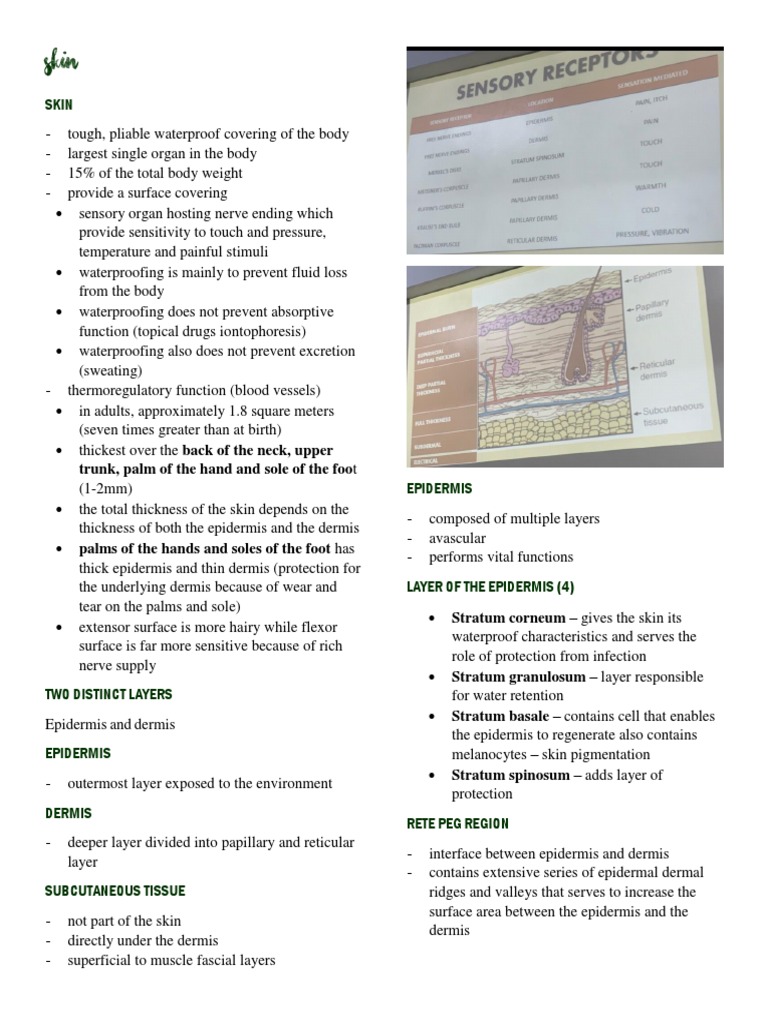 Skin Notes PDF | Download Free PDF | Skin | Glands