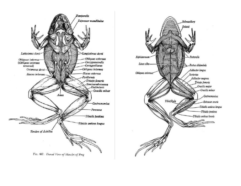 muscular-system-of-frog