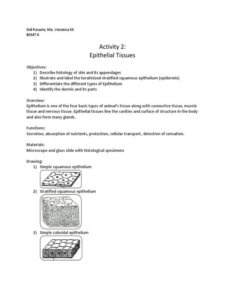 Activity 2 Histo Lab | PDF | Epithelium | Histology Activity 2 Histo Lab | PDF | Epithelium | Histology