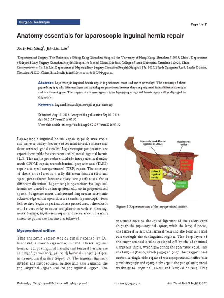 Triangle of Doom and Pain 1 | PDF | Abdomen | Anatomical Terms Of Location