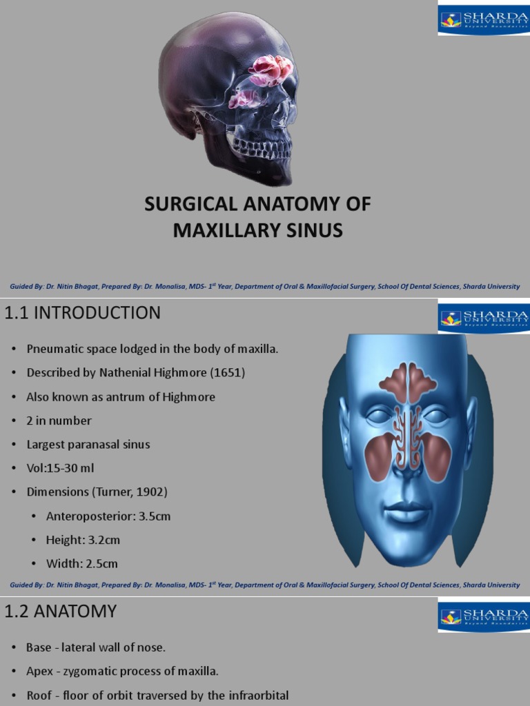 Surgical Anatomy of Maxillary Sinus | PDF | Face | Medicine