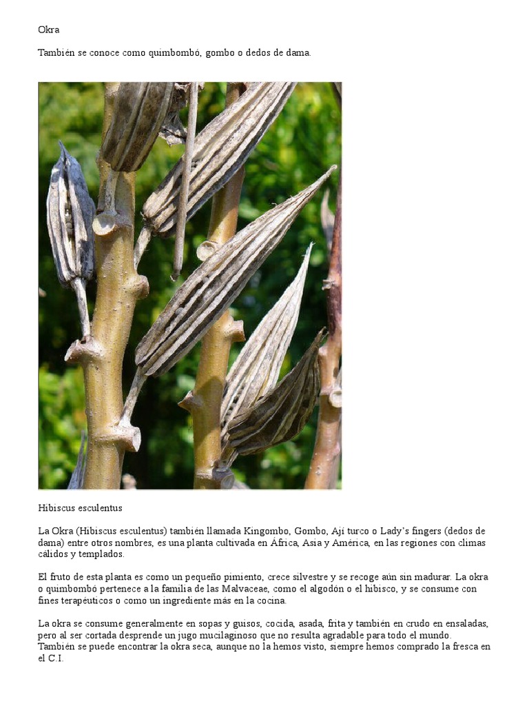 Okra Cultivo | PDF | Horticultura y jardinería | Plantas