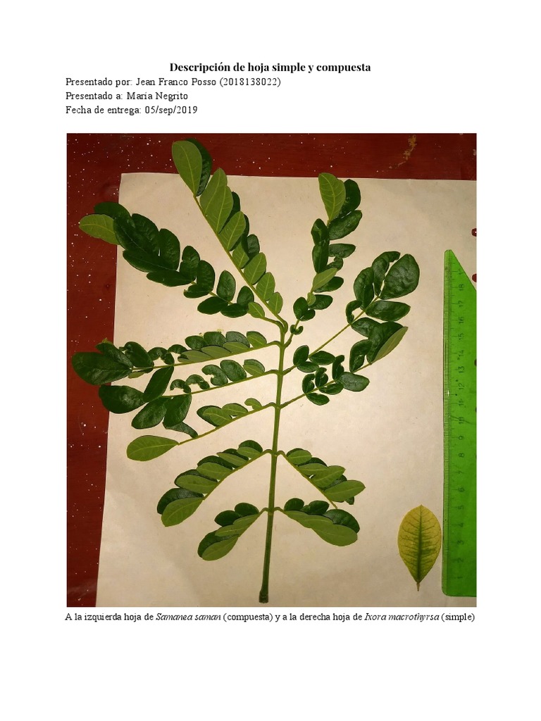 Descripción de Hoja Simple y Compuesta | PDF